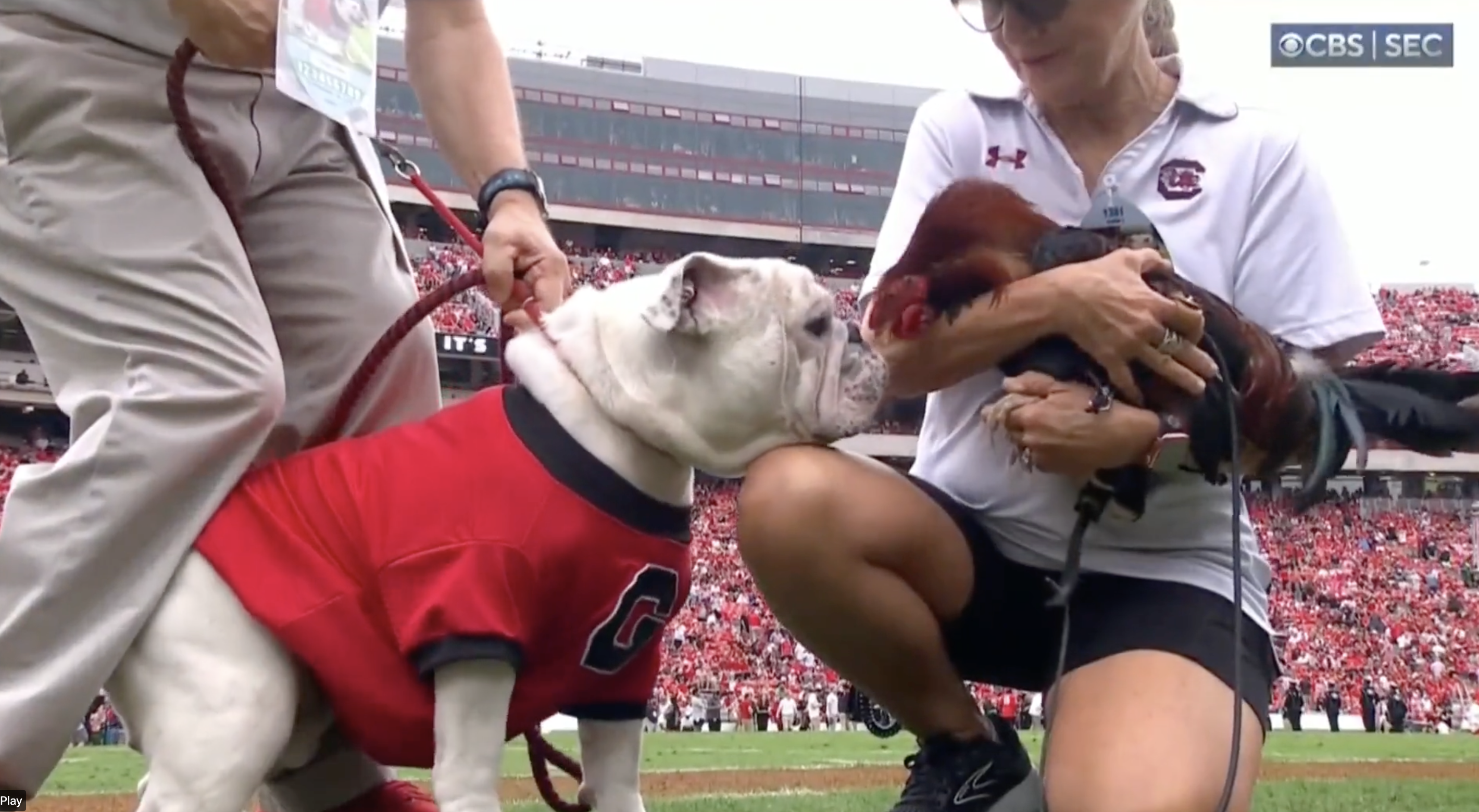 Sign Of Upset To Come Sir Big Spur Attempts To Peck Uga During Pregame Mascot Meeting